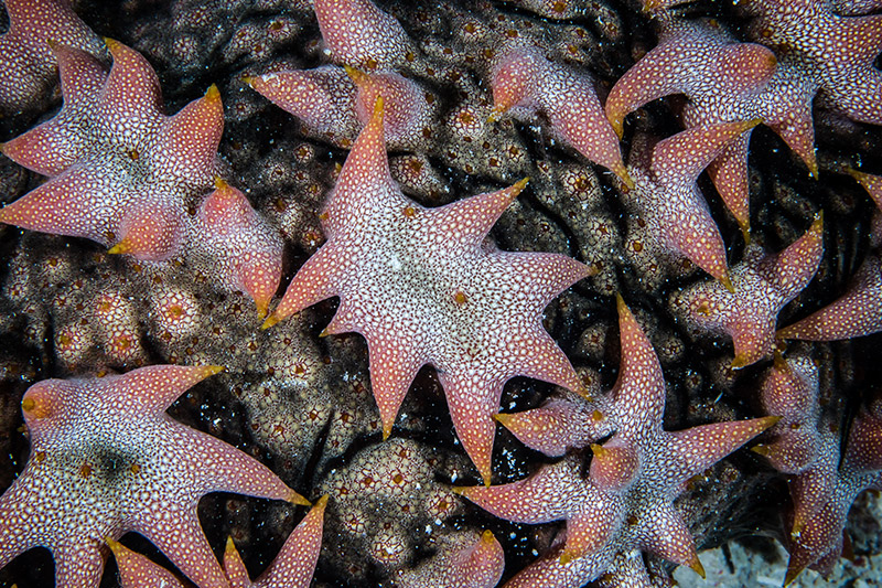 Derwan Islands - Scuba Diving Vacations