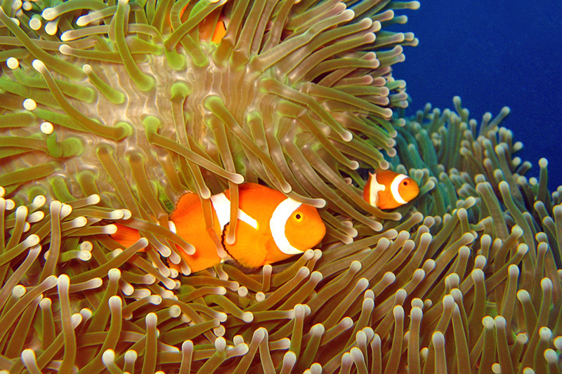Derwan Islands - Scuba Diving Vacations