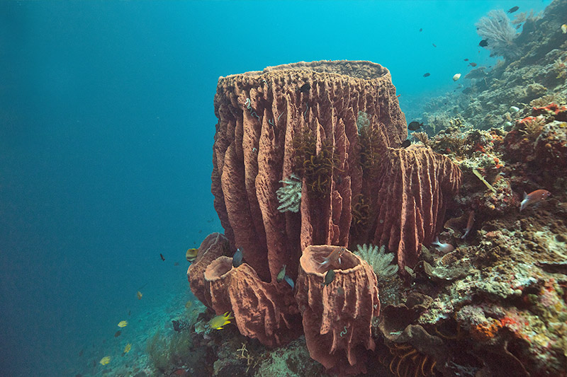 Derwan Islands - Scuba Diving Vacations