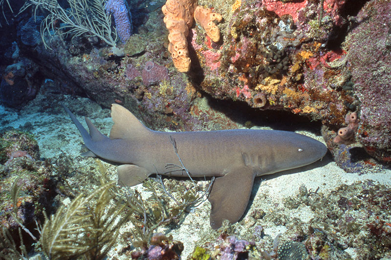 Grenada - Scuba Diving Vacations